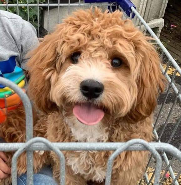 Cavapoo And Poodle Adore in Tennessee | Cavapoo and Poodle puppies ...