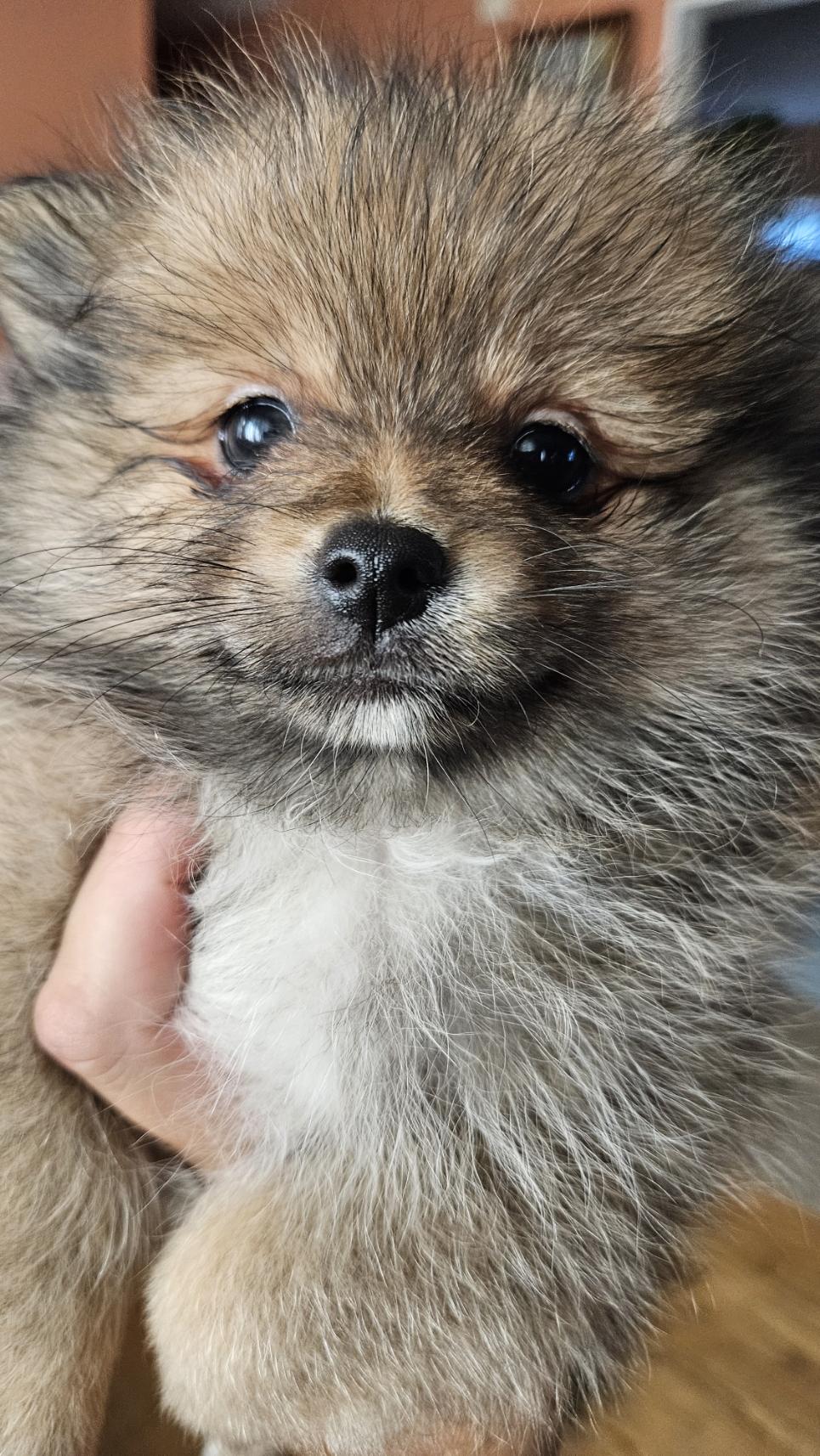 ADKPOM Adirondack Pomeranians in New York | Pomeranian puppies | Good Dog