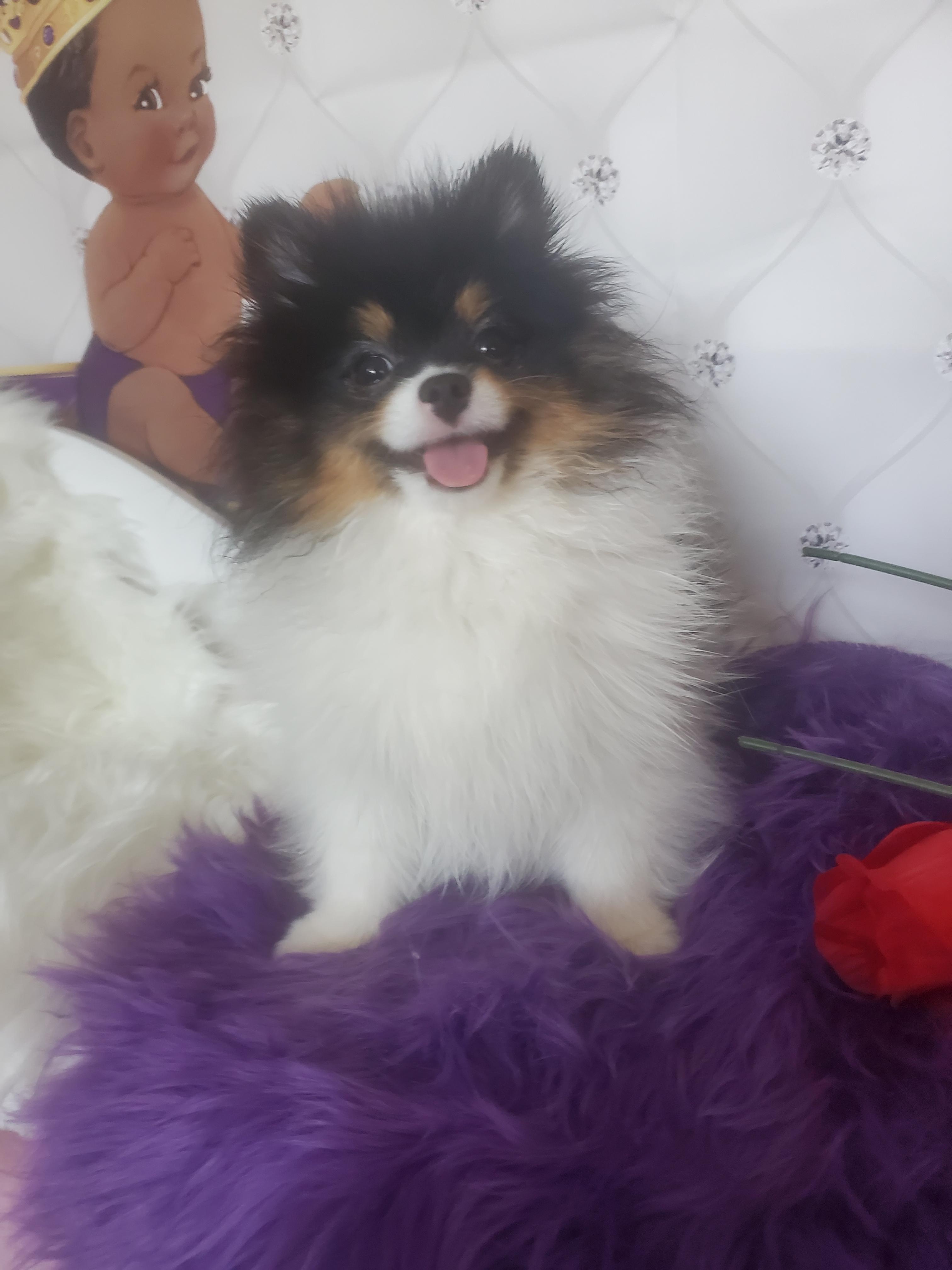 Royalpawpoms in California | Pomeranian puppies | Good Dog
