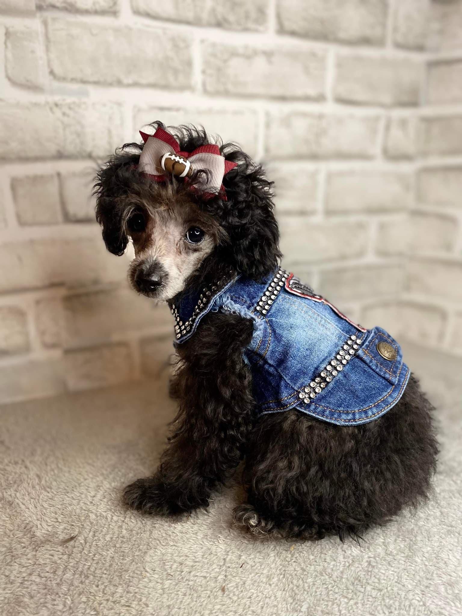 Spinks Poodles in Alabama | Poodle puppies | Good Dog