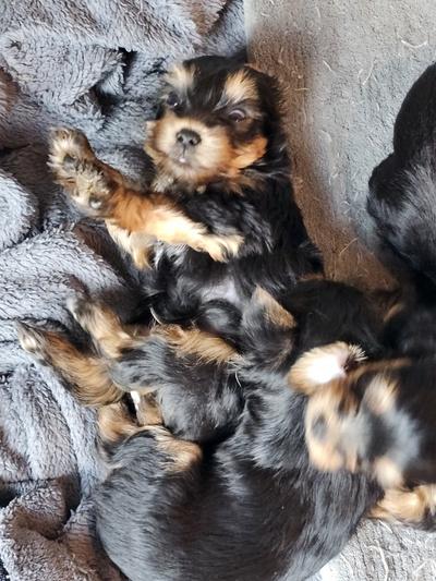 Lapinski Yorkies in Minnesota | Yorkshire Terrier puppies | Good Dog