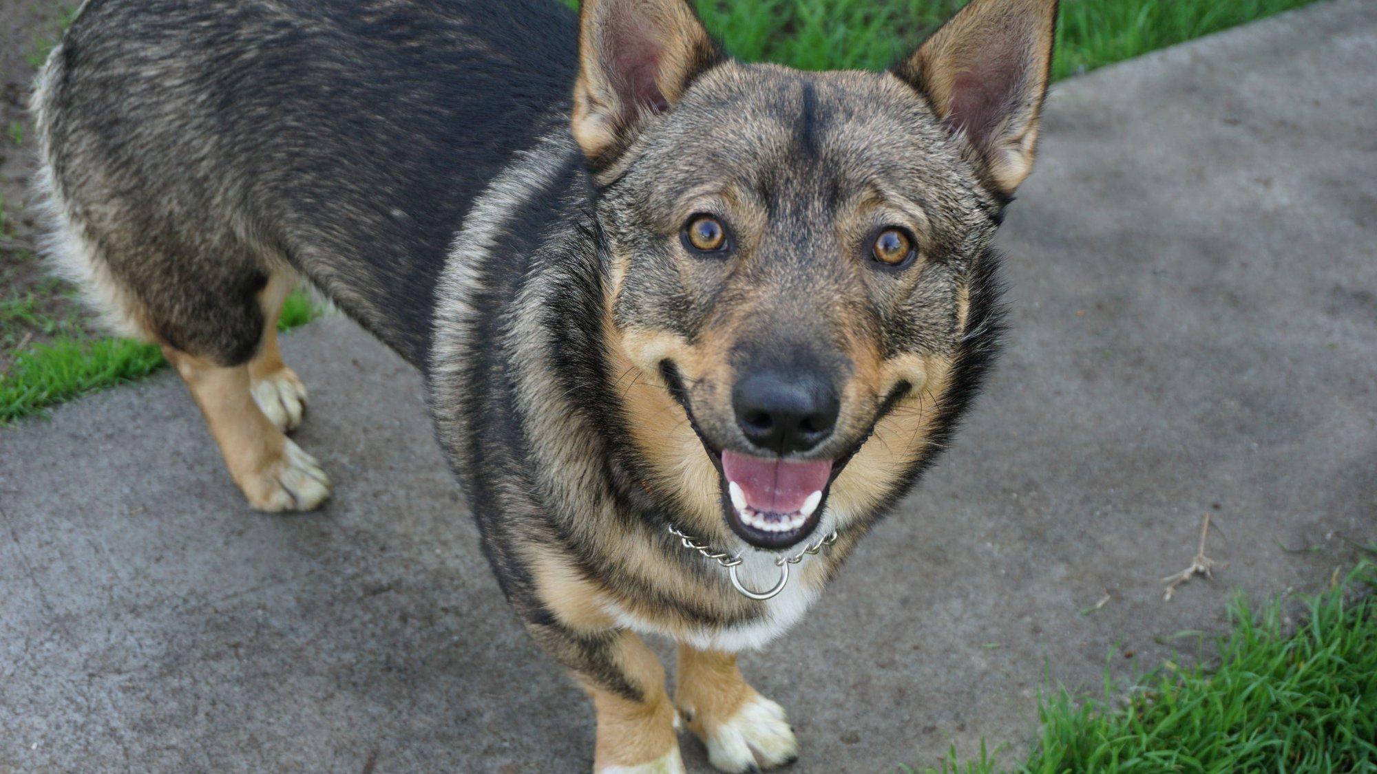 Windstorm Dogs in California | Swedish Vallhund puppies | Good Dog