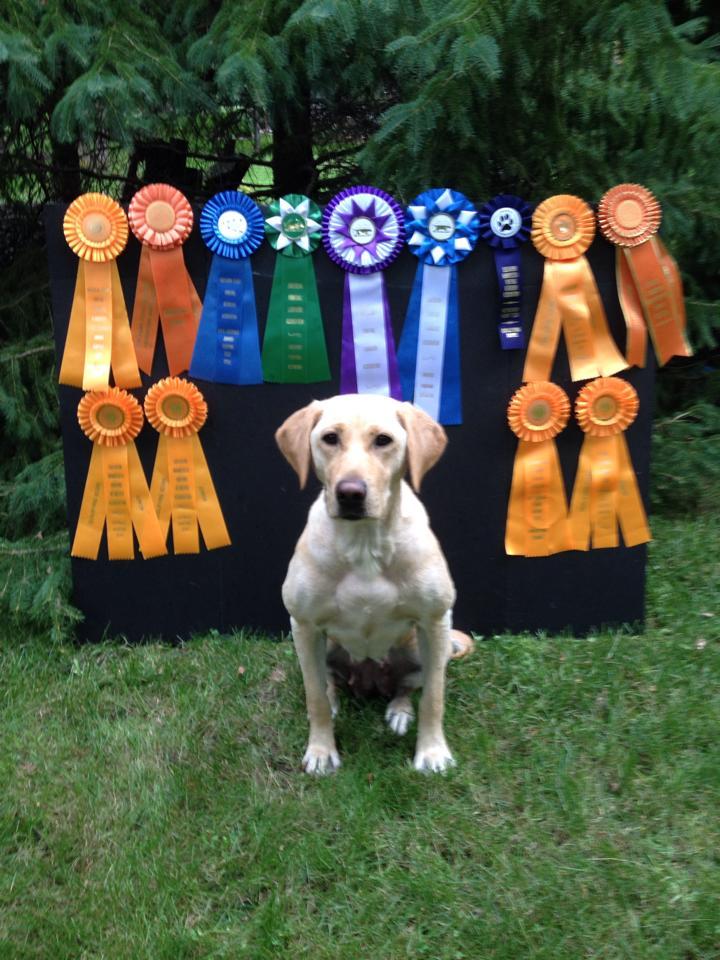 Louie Wilder in Minnesota | Labrador Retriever puppies | Good Dog