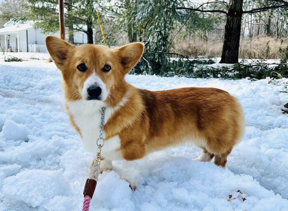Monte Cristo Corgis in Michigan | Pembroke Welsh Corgi puppies | Good Dog