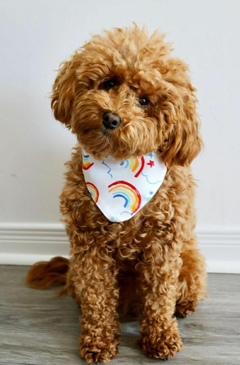 Lake Michigan Couture Cavapoos & Cockapoos in Michigan | Cavapoo and ...