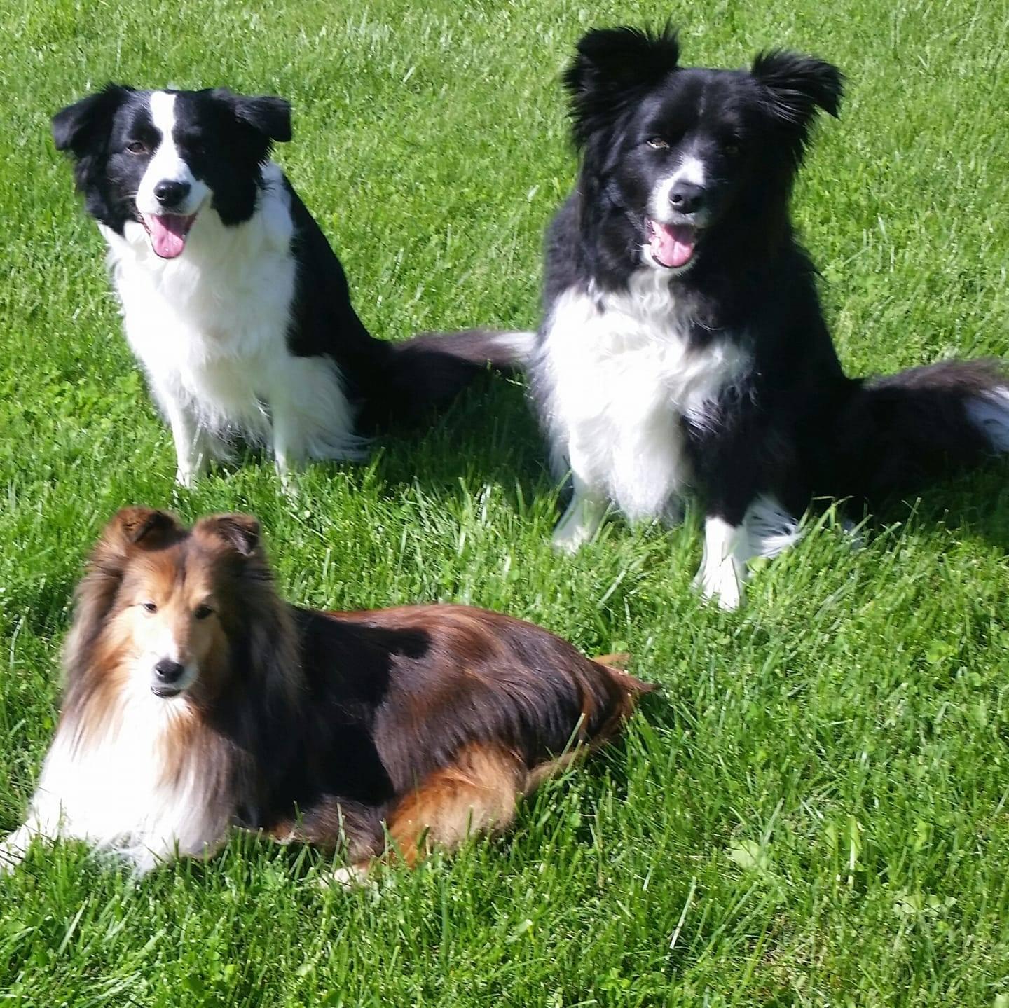 Blazing Sky Border Collies in Indiana | Border Collie puppies | Good Dog