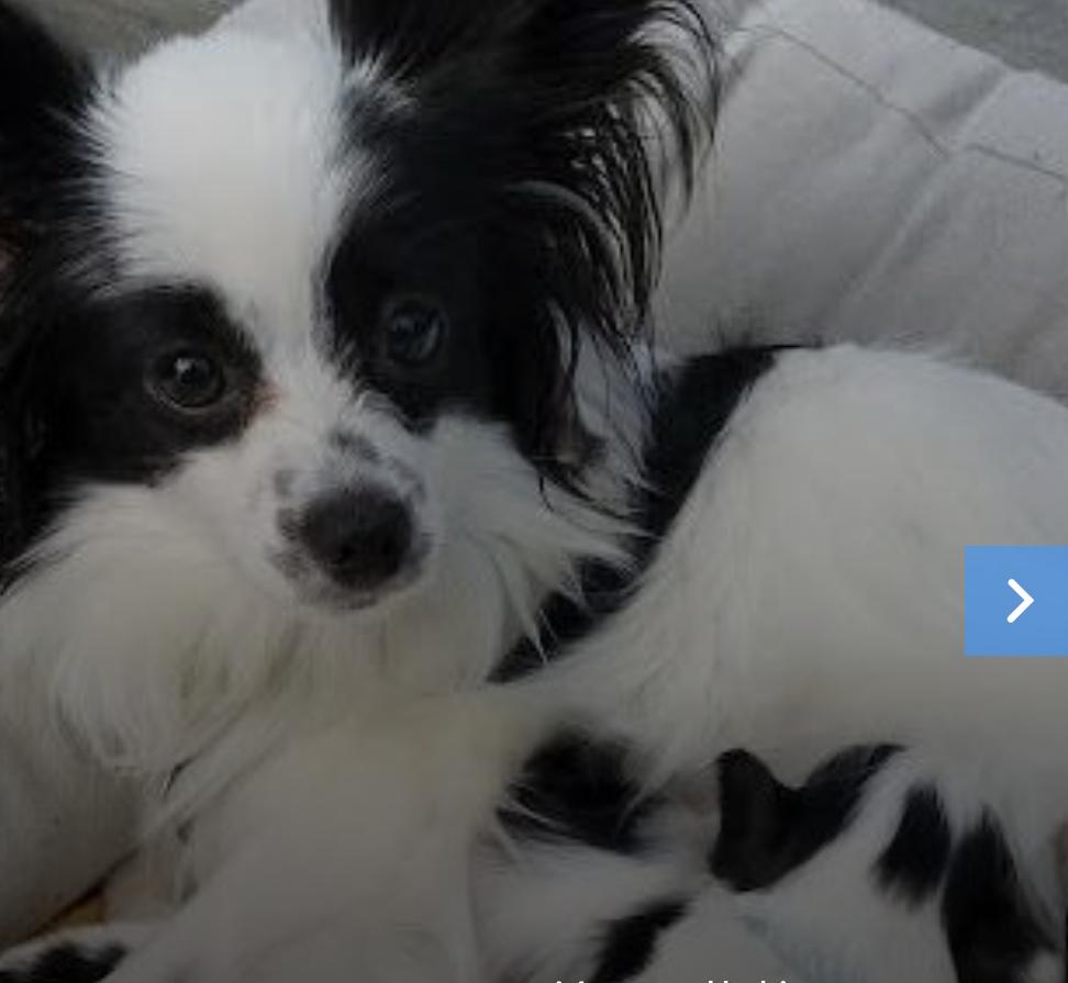 Luvbugs Papillons in Florida | Papillon puppies | Good Dog