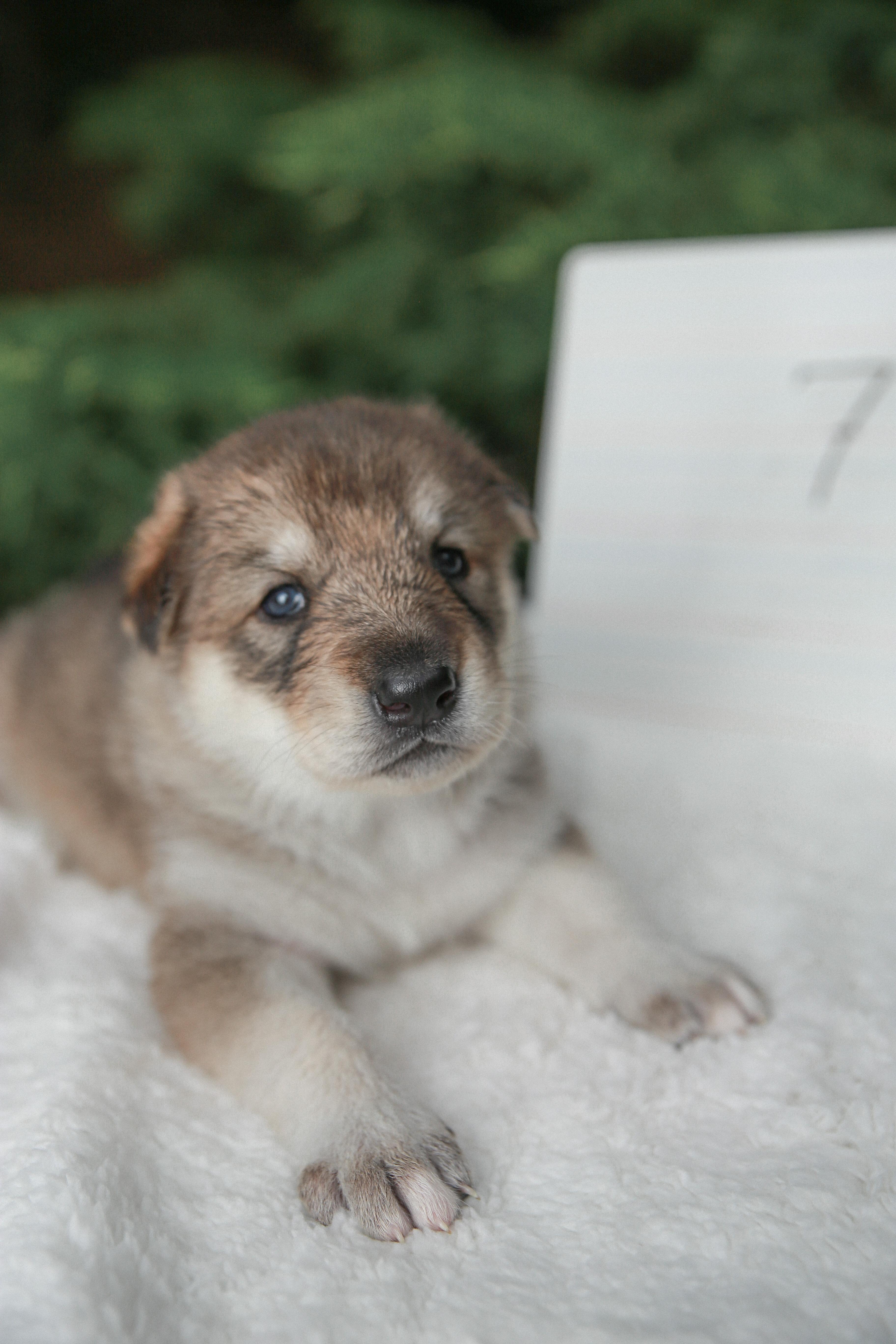 Ageli Lykon in Tennessee | Tamaskan puppies | Good Dog