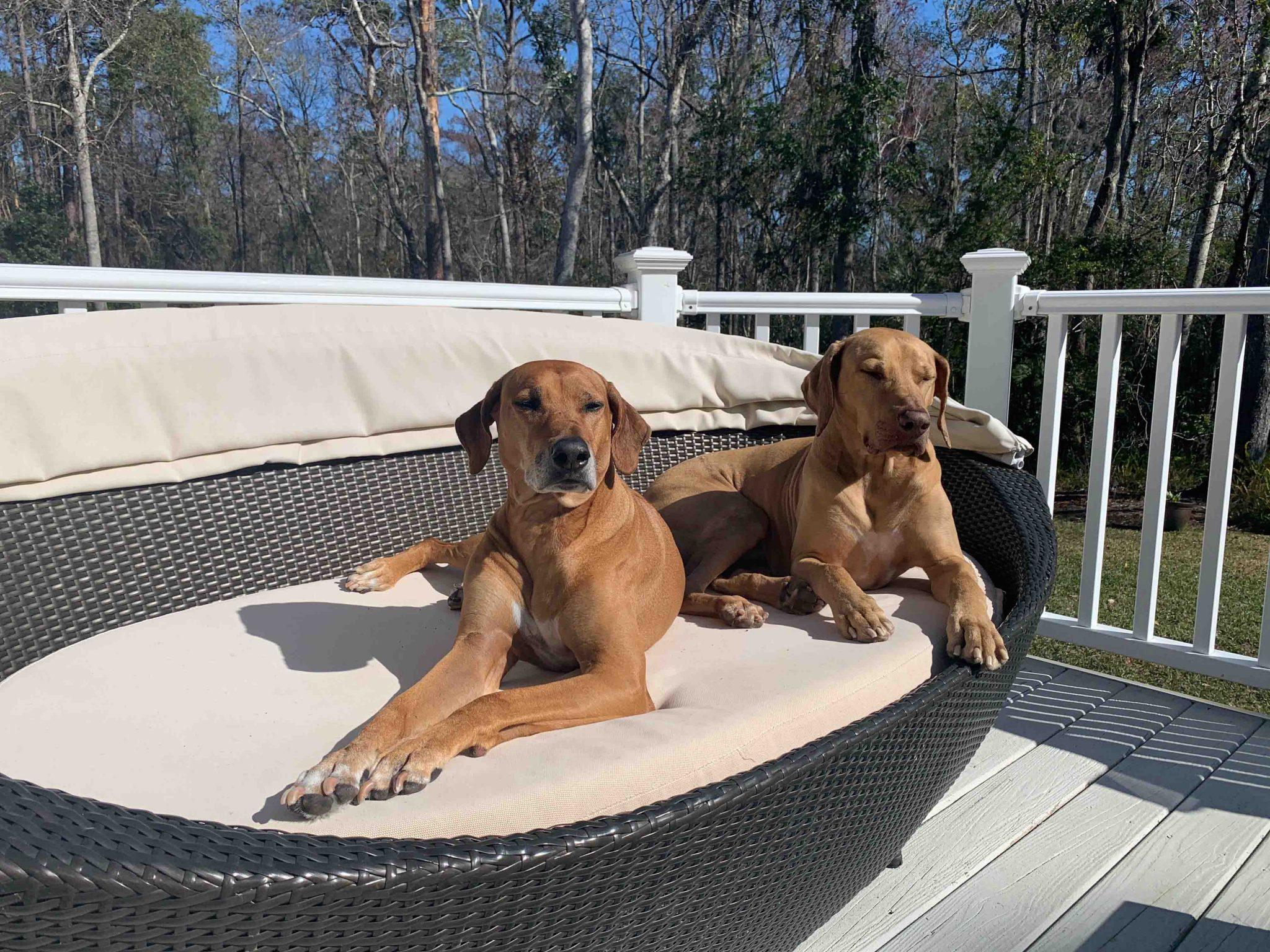 Mahana Ridgebacks in Florida | Rhodesian Ridgeback puppies | Good Dog
