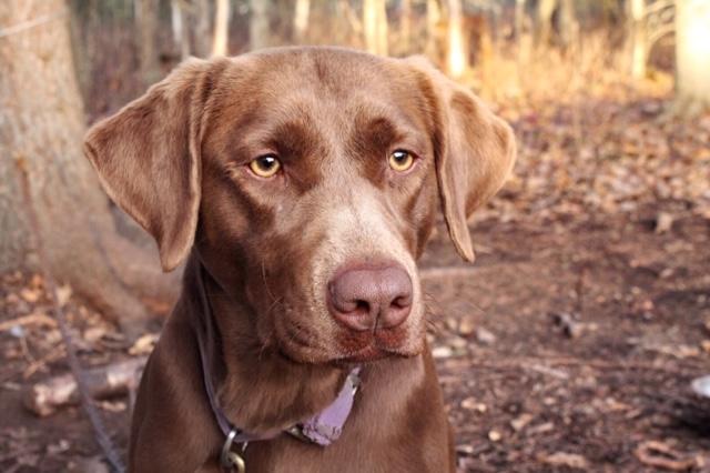 North Star Retrievers in South Carolina | Labrador Retriever puppies ...
