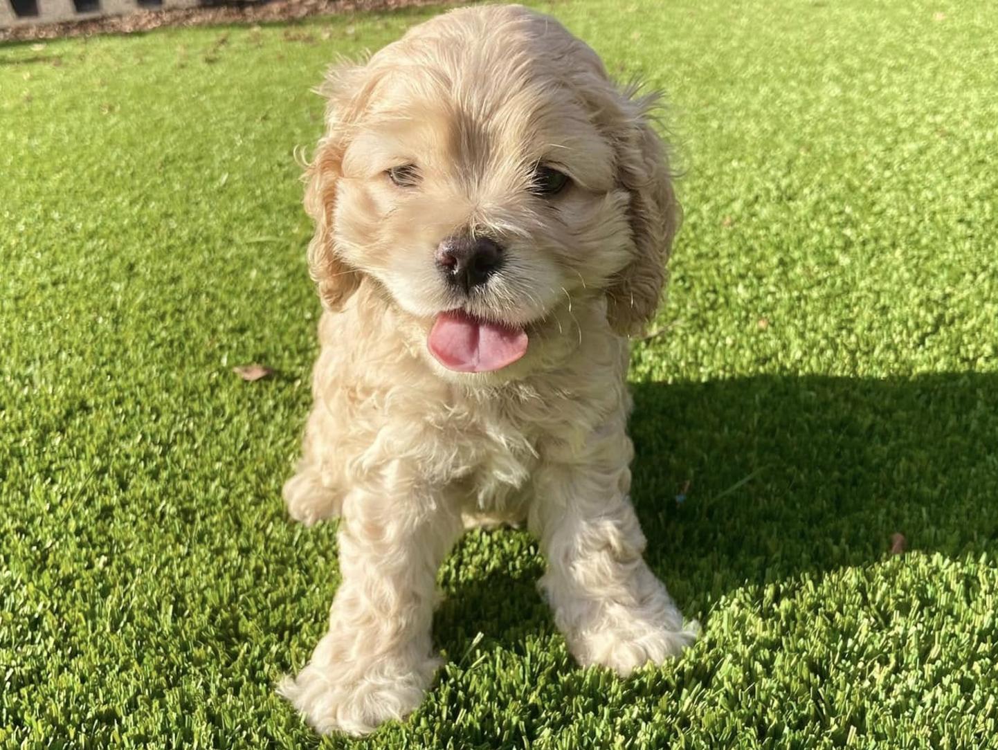 Wine Country Cockers in California | Cocker Spaniel puppies | Good Dog