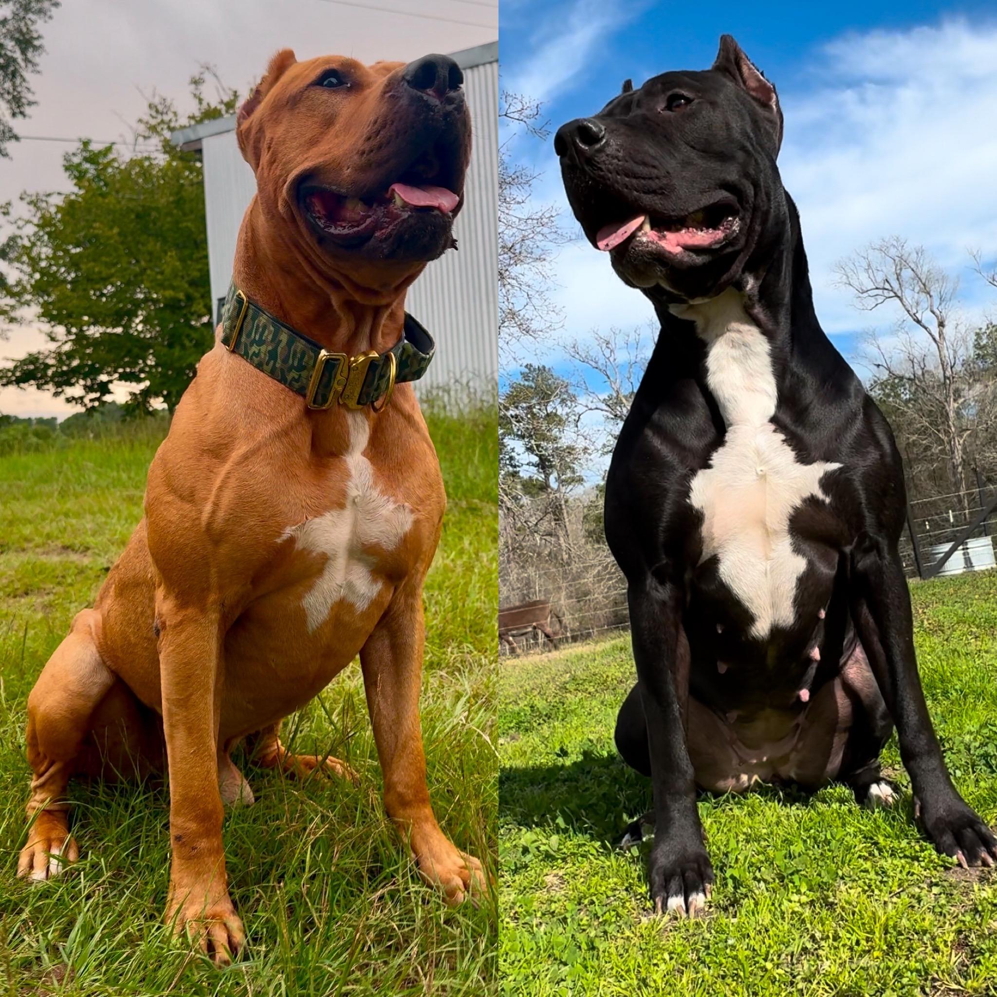 TEXAS BULLY FAMILY in Texas | American Bully puppies | Good Dog