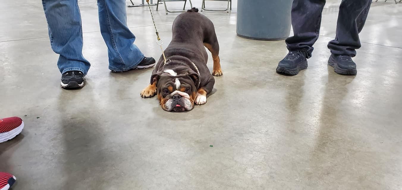 Big Bad Beast Kennels in Nevada | Bulldog puppies | Good Dog