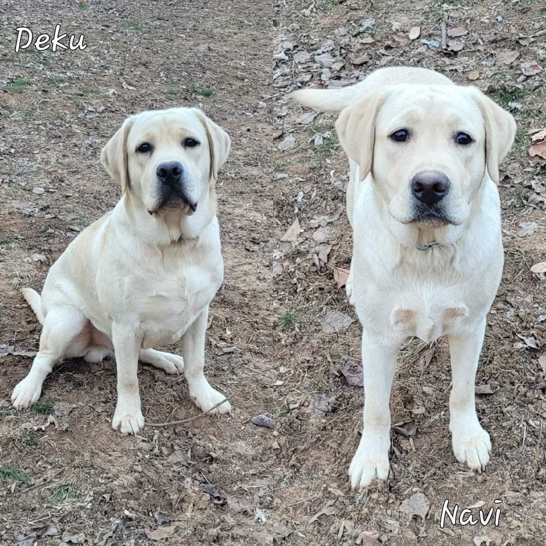 Willow Birch Farm in Tennessee | Labrador Retriever puppies | Good Dog