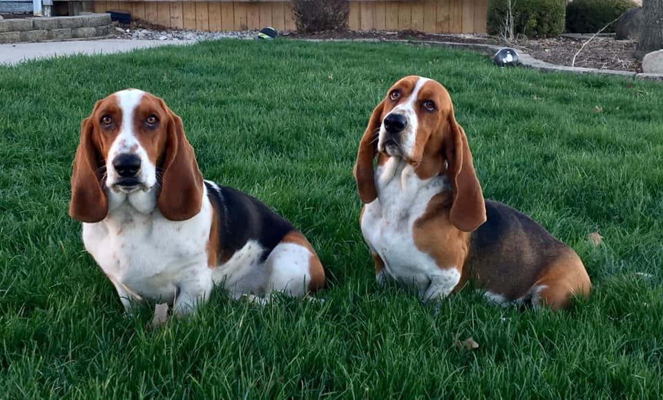 Hoosier Basset Hounds in Indiana | Basset Hound puppies | Good Dog