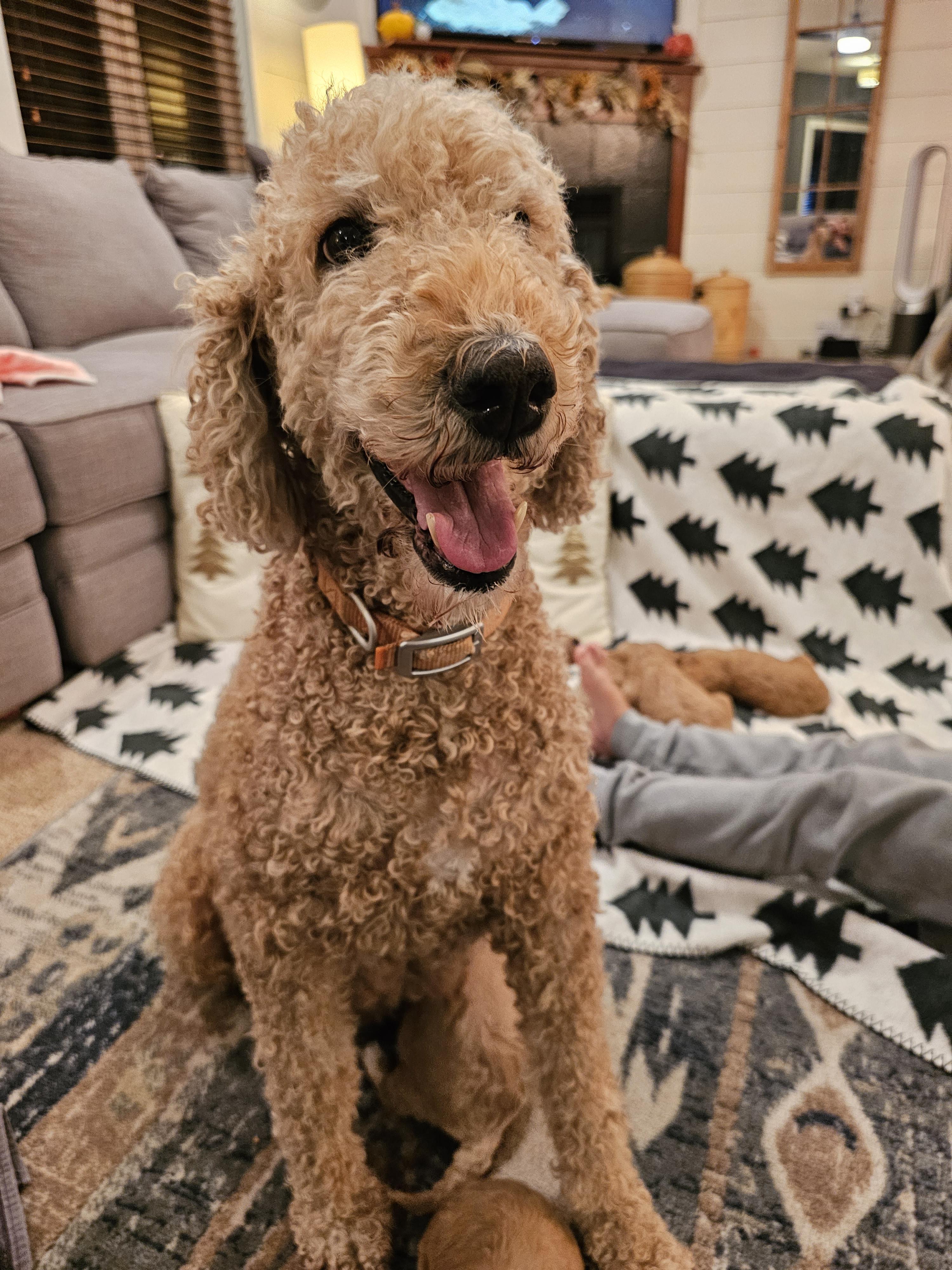 Fisher Pups-Stay Golden with a Doodle in Iowa | Poodle puppies | Good Dog