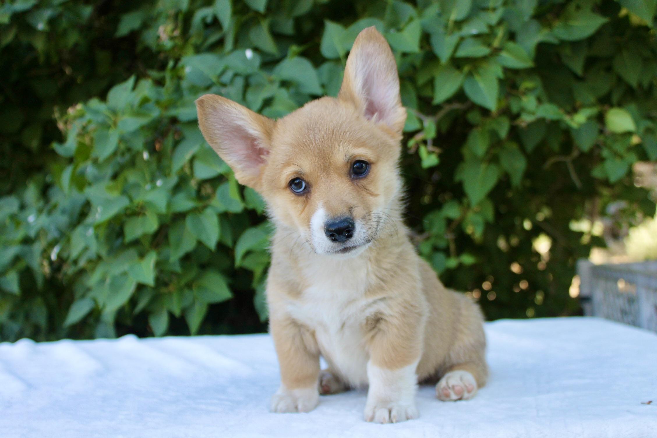 BW Corgis in Utah | Pembroke Welsh Corgi puppies | Good Dog