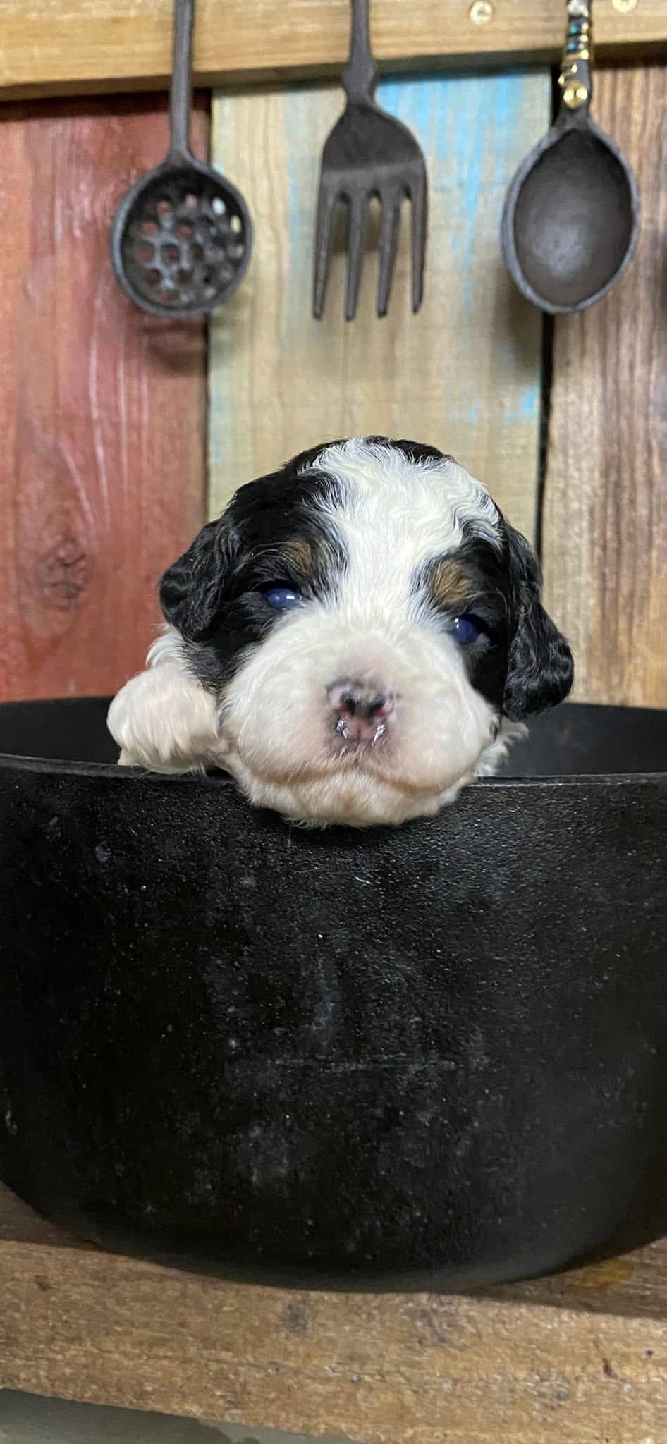Aunt-T’s Australian Shepherds in California | Bernedoodle and Bernese ...