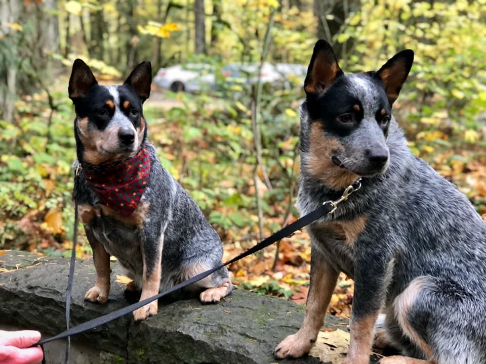 True Blue Australian Cattle Dogs in Oregon | Australian Cattle Dog ...