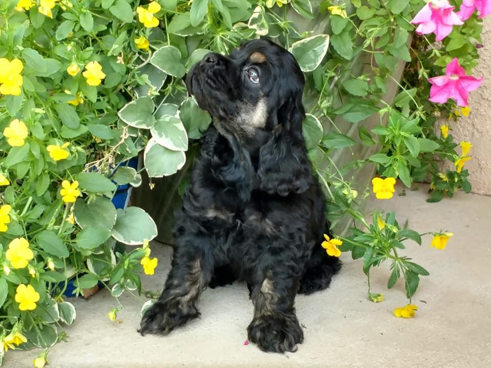 Miabi Show Dogs in Colorado | Boykin Spaniel and Cocker Spaniel puppies ...