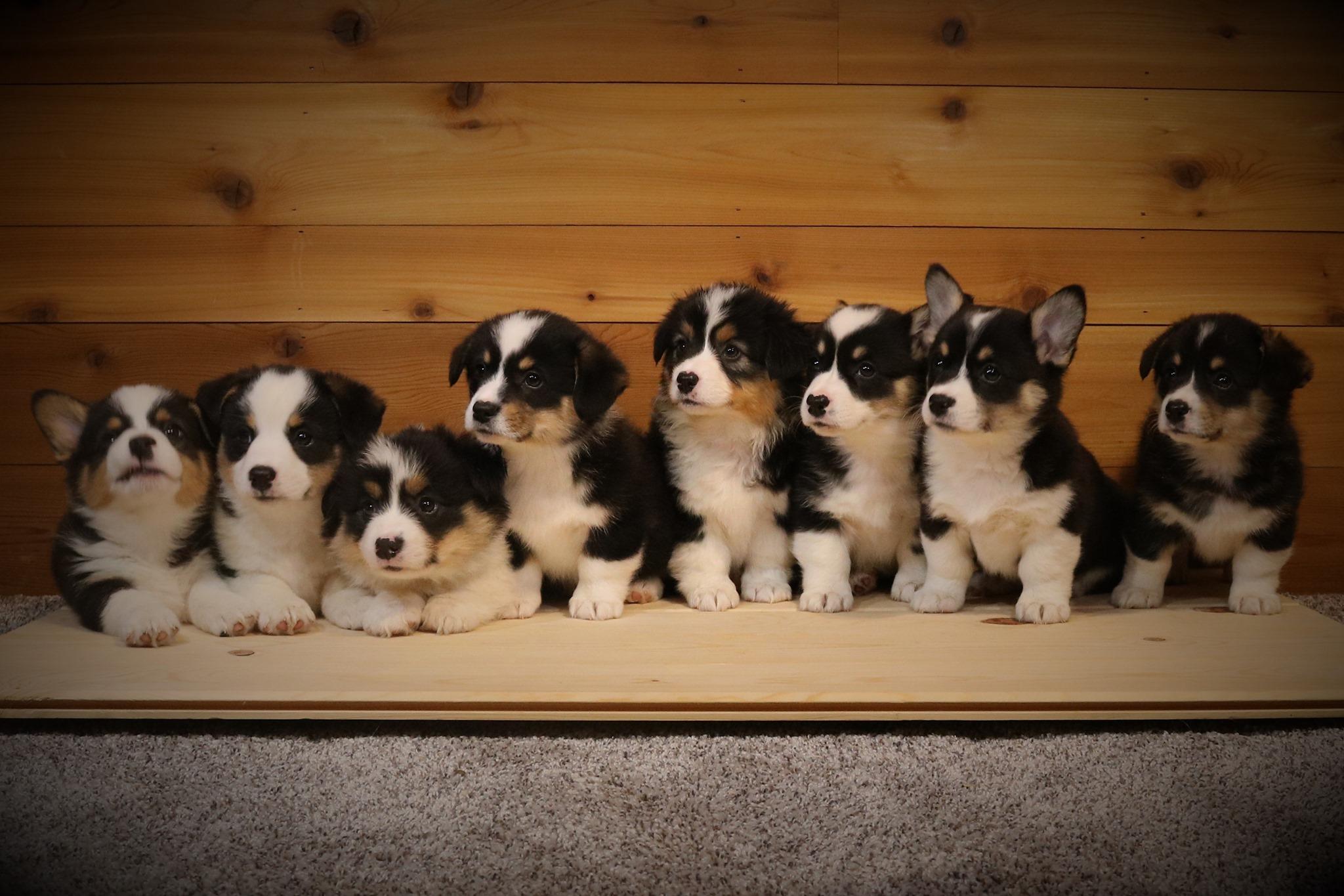 Kim Boyle's Pembroke Welsh Corgis in Iowa | Pembroke Welsh Corgi ...