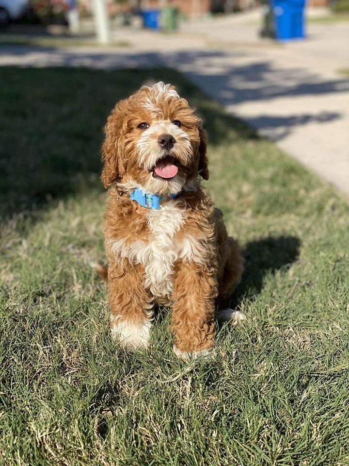 Austin Doodles & Poodles in Texas | Goldendoodle puppies | Good Dog