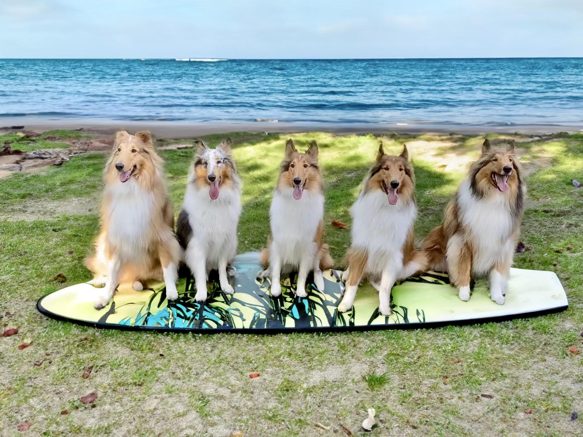 Saltwater Collies LLC in Florida | Collie puppies | Good Dog