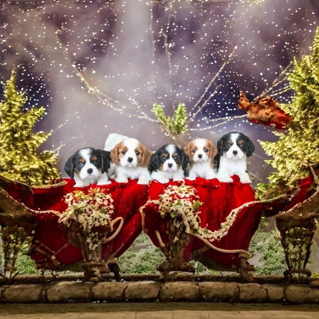 Alpine Breeze Cavaliers in California | Cavalier King Charles Spaniel ...