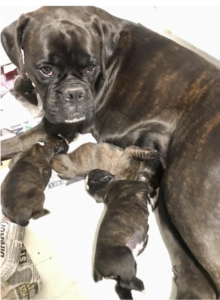Still Waters Farm in Missouri | Boxer puppies | Good Dog