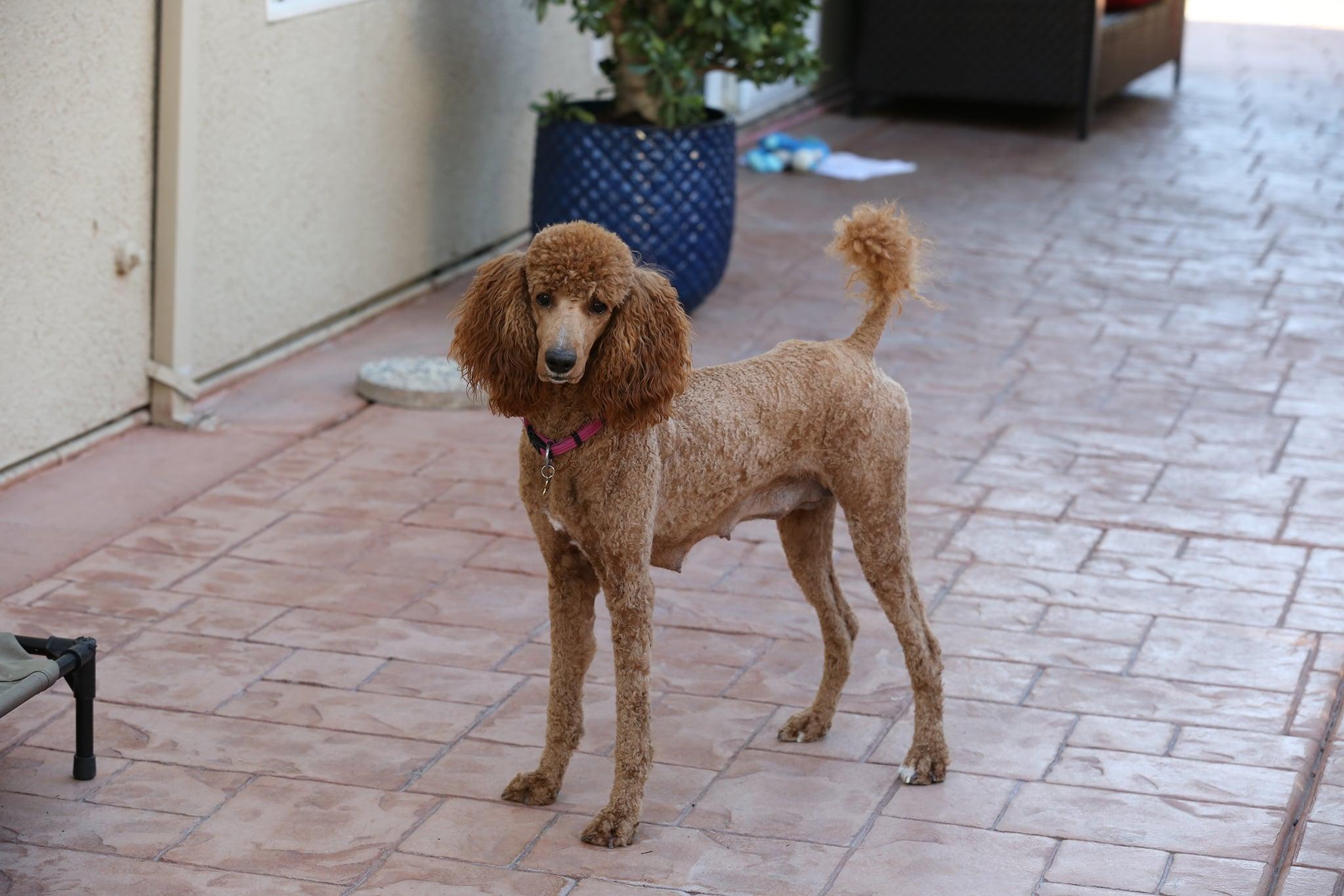 NorCal Poodles in California | Poodle puppies | Good Dog
