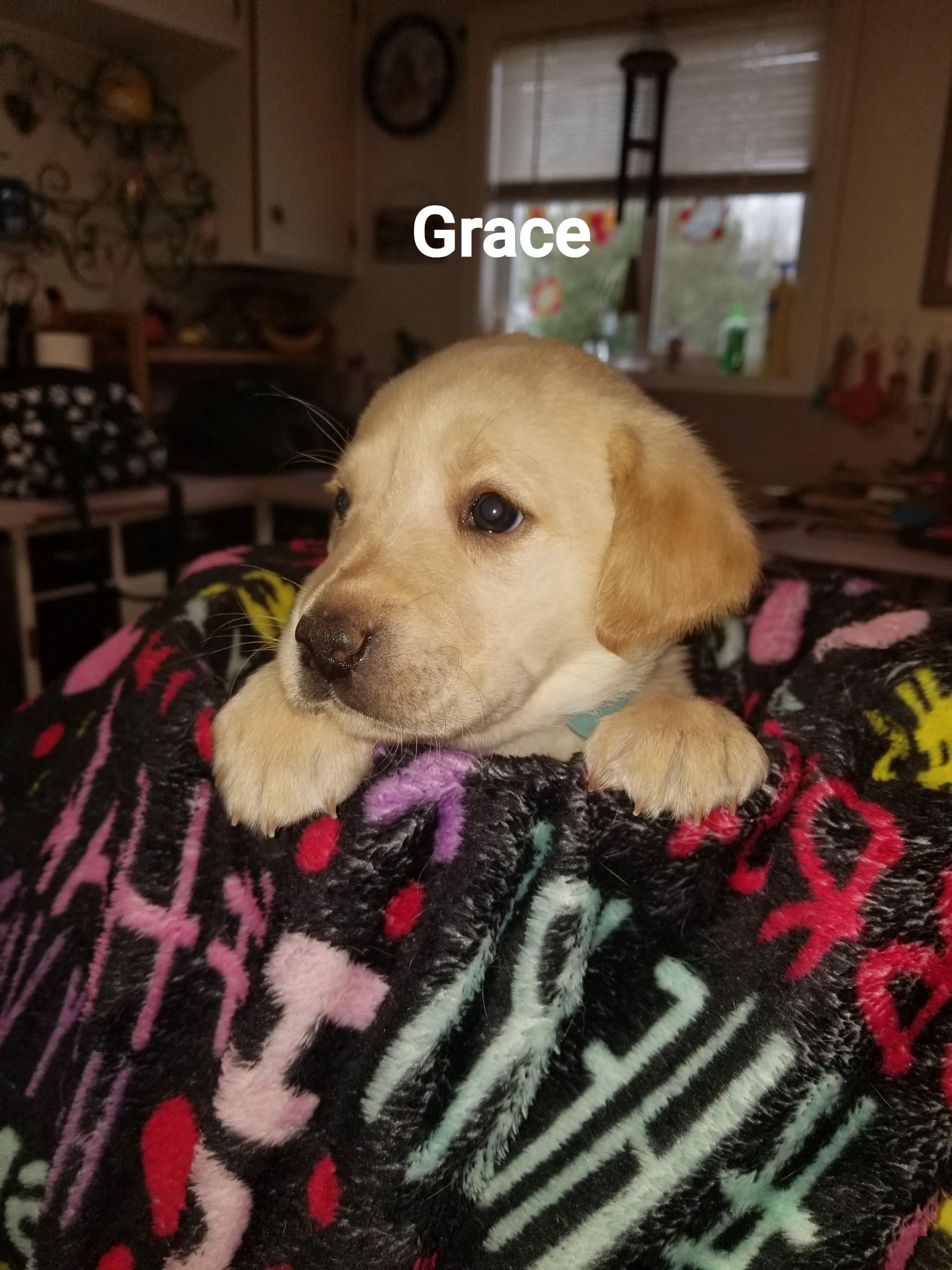 Lynda's Labs Lovin" Retrievers Dudley's!! in Washington | Labrador ...