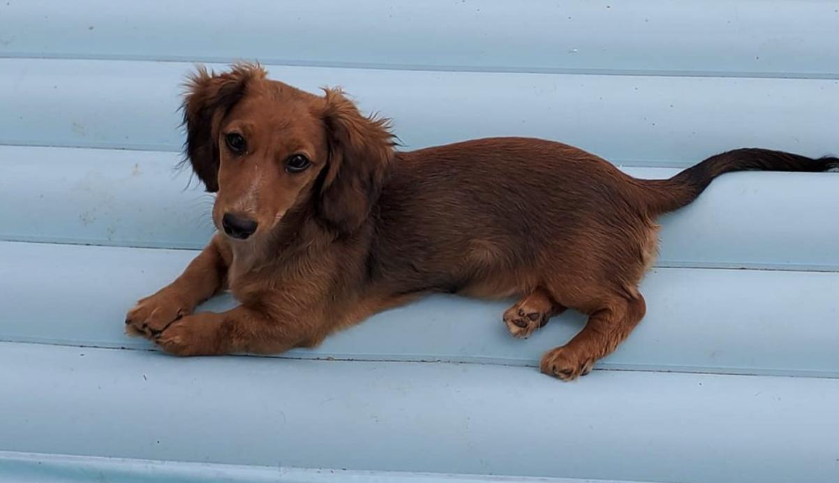 Doxie Dasch in California | Dachshund puppies | Good Dog