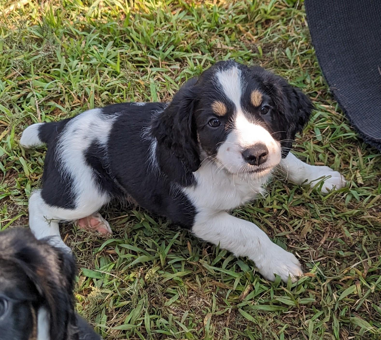 Sho-Me Springers in Kansas | English Springer Spaniel puppies | Good Dog