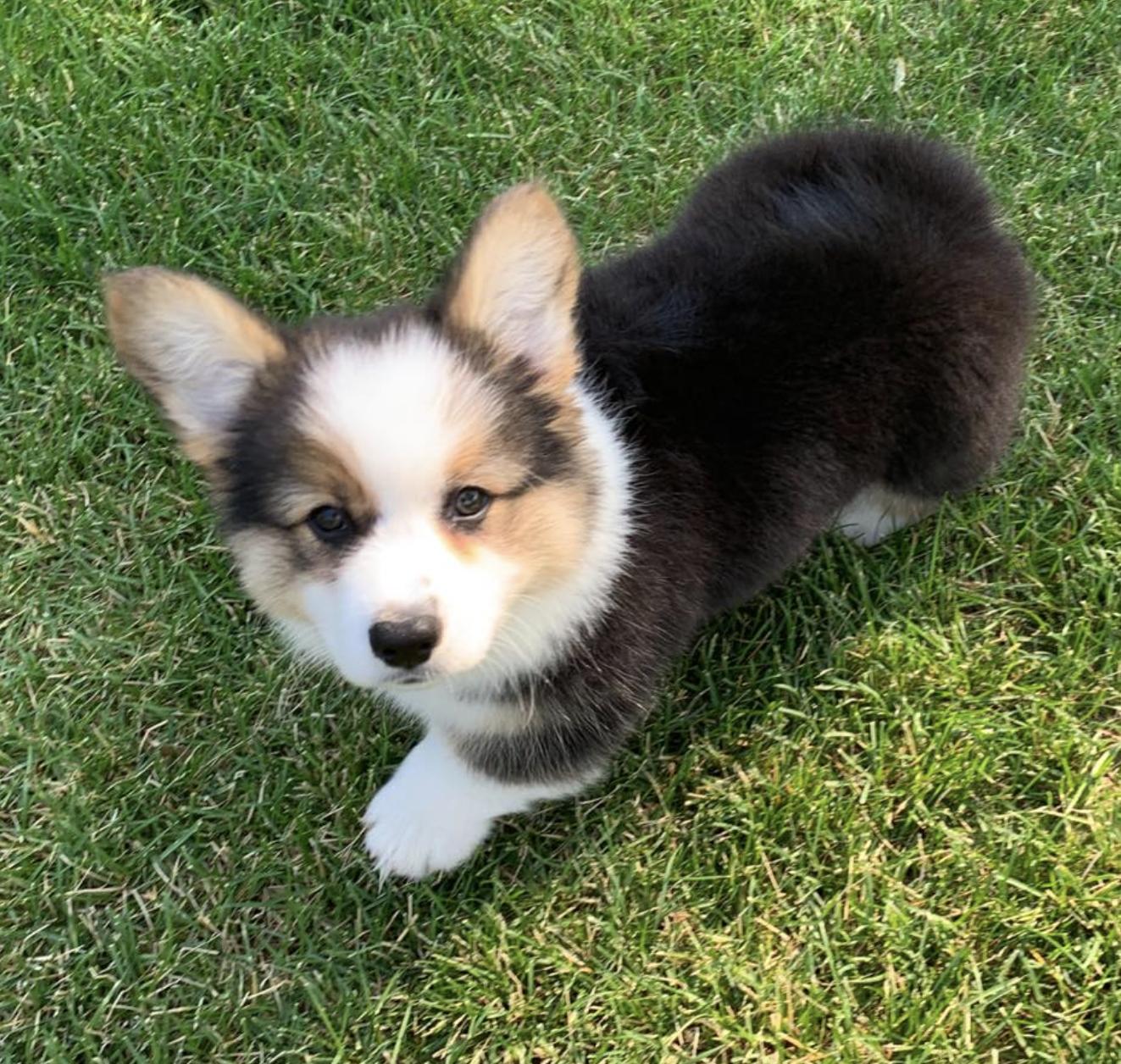Prairie Dale Corgis in Colorado | Pembroke Welsh Corgi puppies | Good Dog