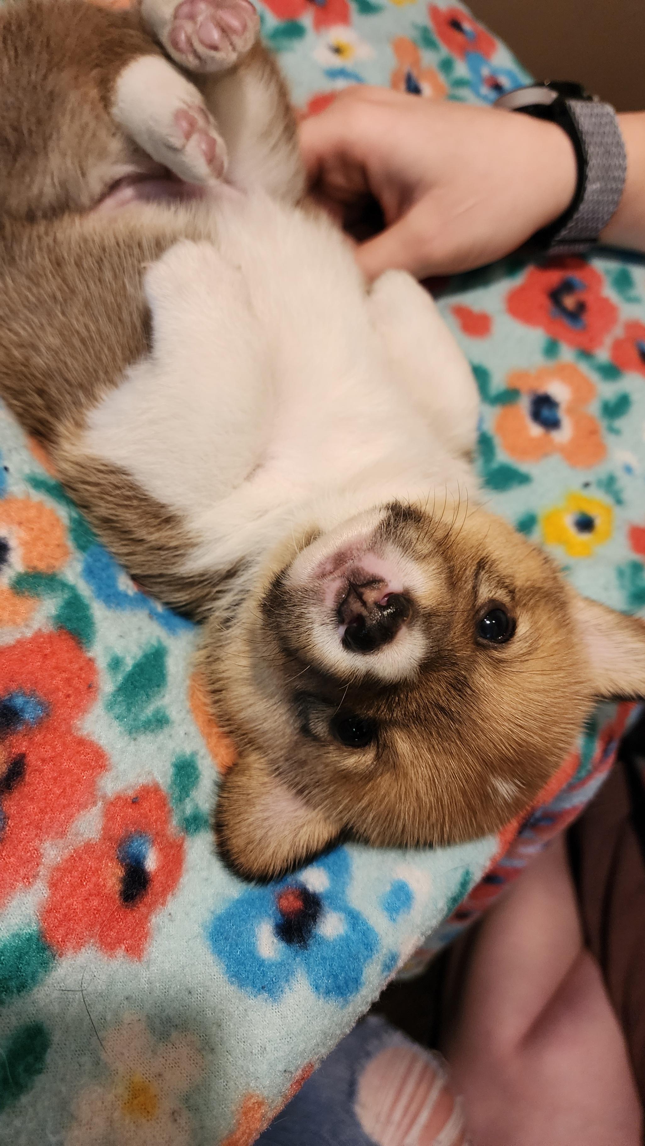 Twilight Hollow Corgis in Pennsylvania | Pembroke Welsh Corgi puppies ...