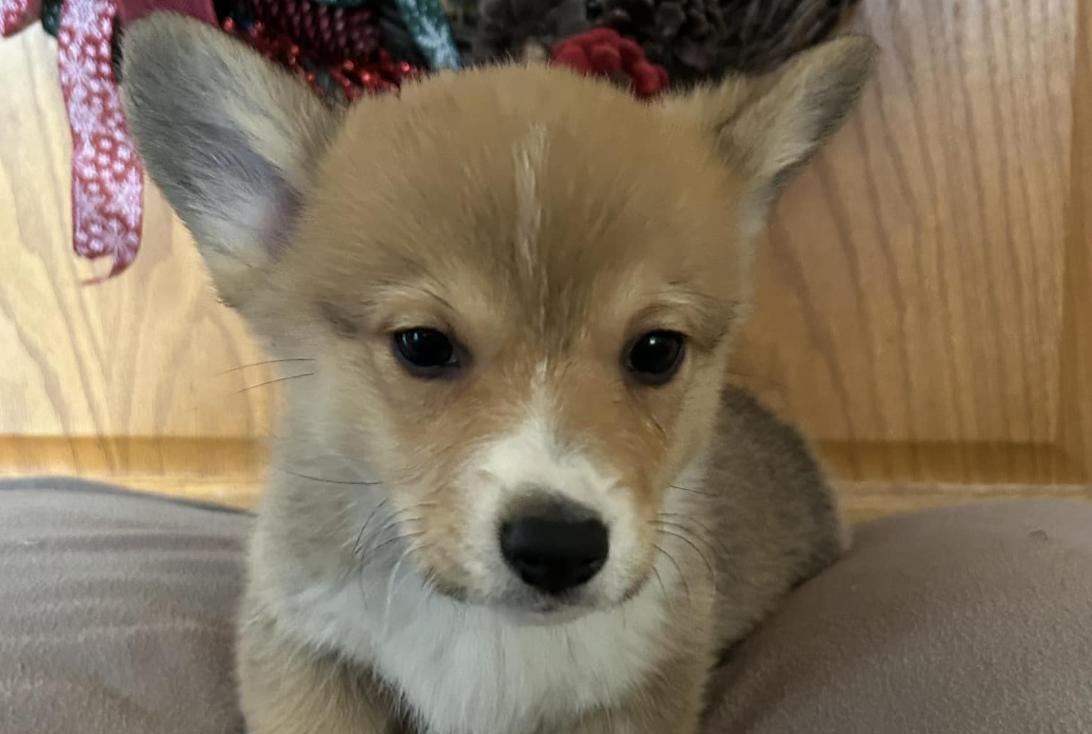 Sandy’s Pet Grooming and Boarding & AKC Corgis in Wisconsin | Pembroke ...