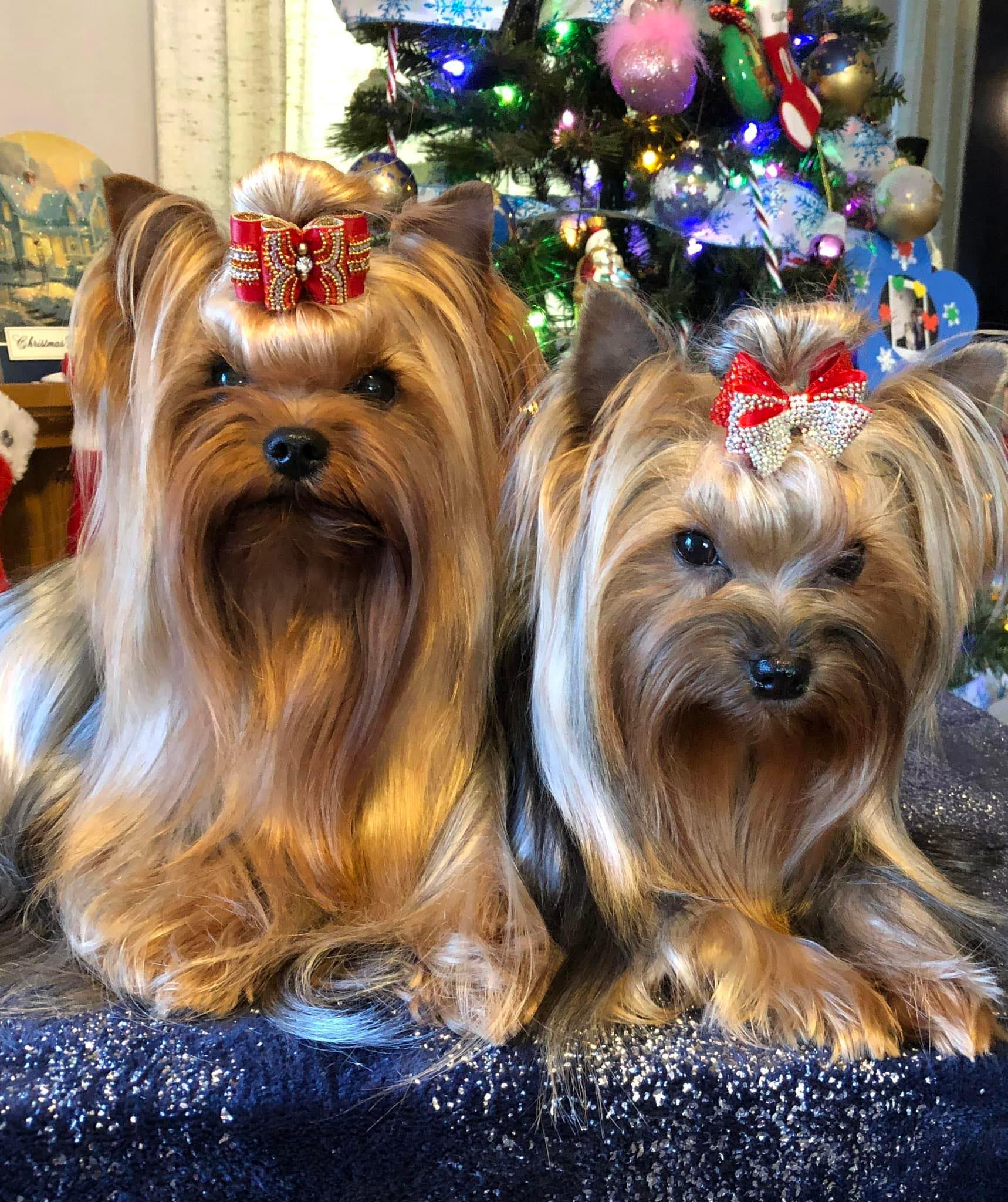 KanDew Yorkies in Texas | Yorkshire Terrier puppies | Good Dog