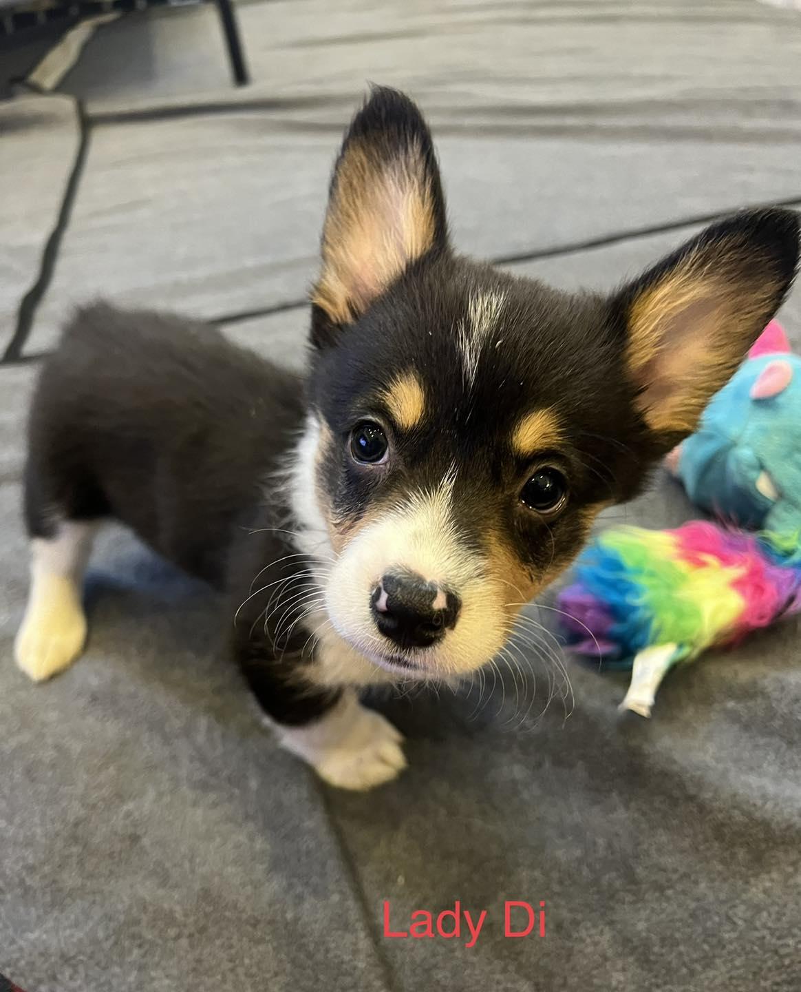 Lucky J Corgis in Illinois | Pembroke Welsh Corgi puppies | Good Dog