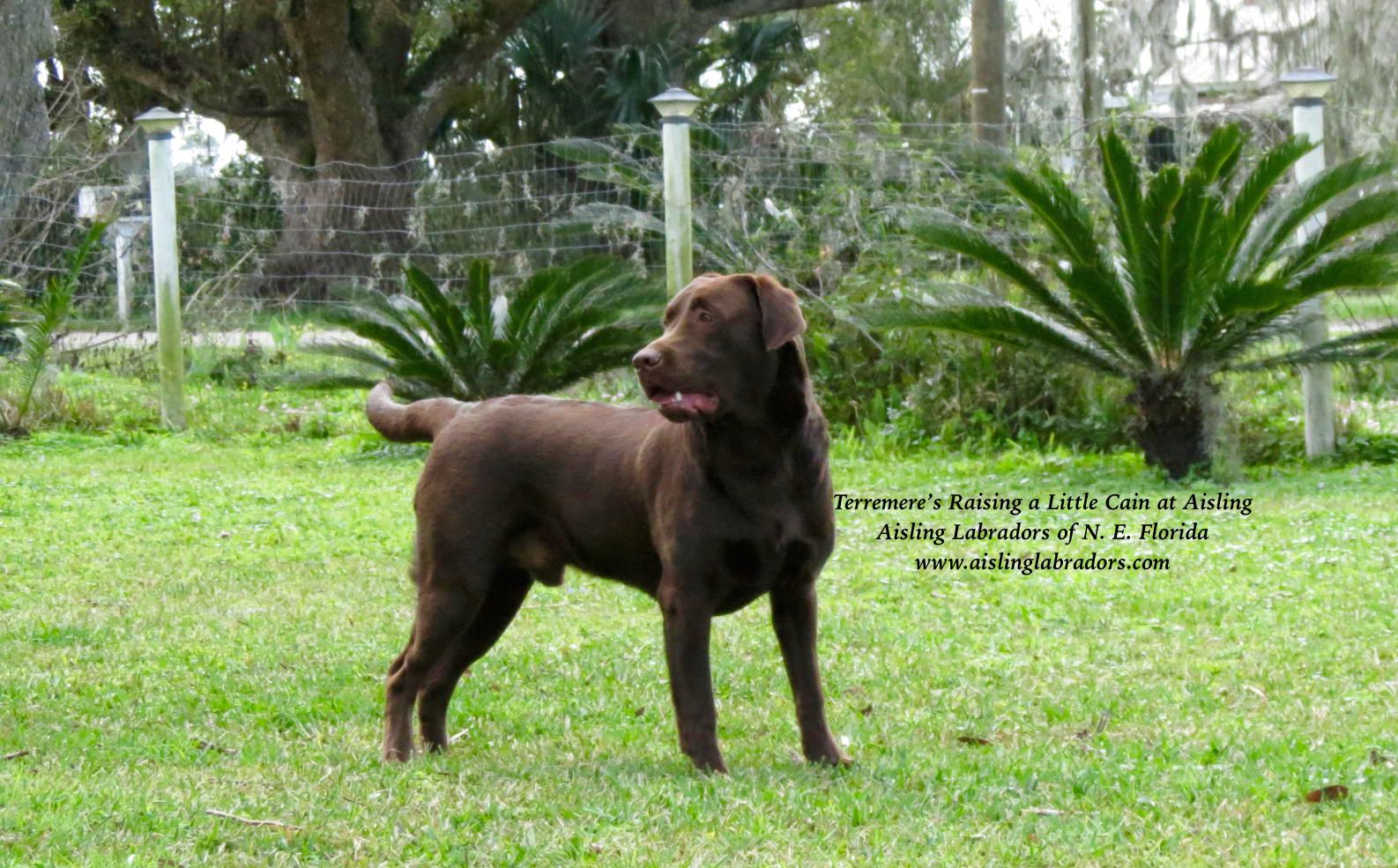 Aisling Labradors of N.E. Florida in Florida | Labrador Retriever ...