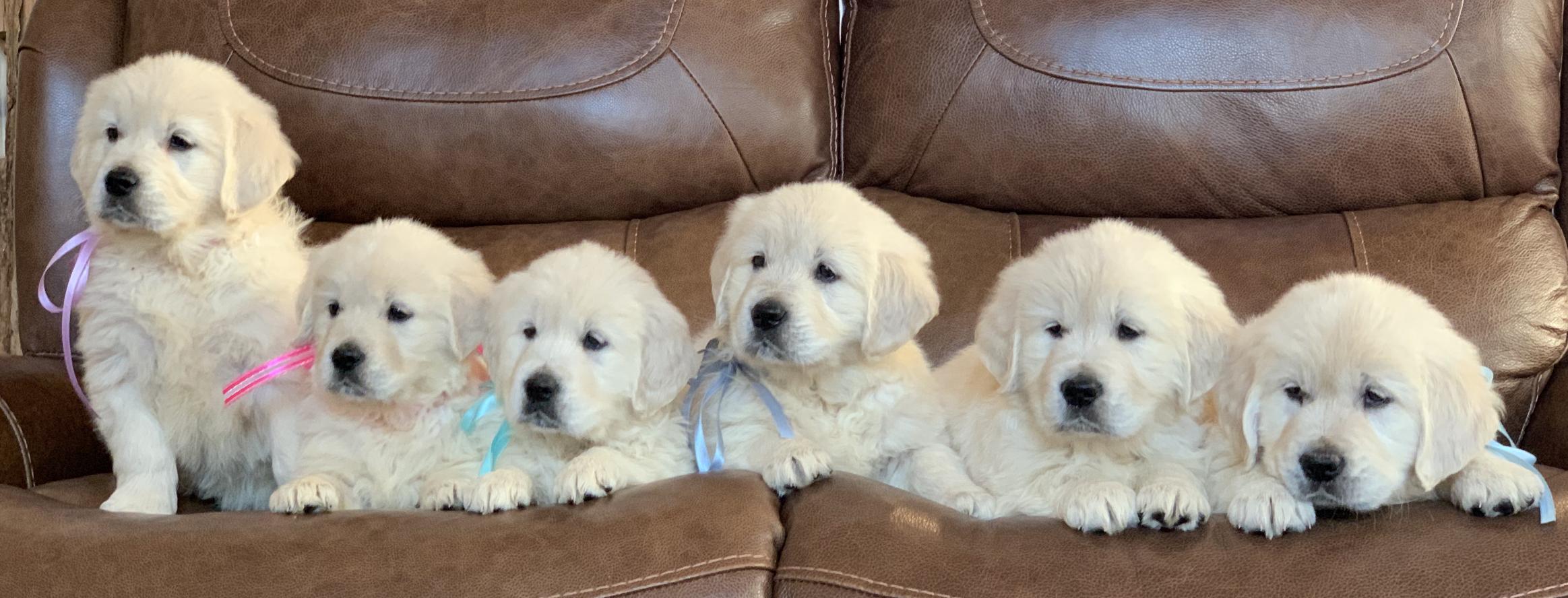 Rockinbfarms in Texas | Golden Retriever puppies | Good Dog