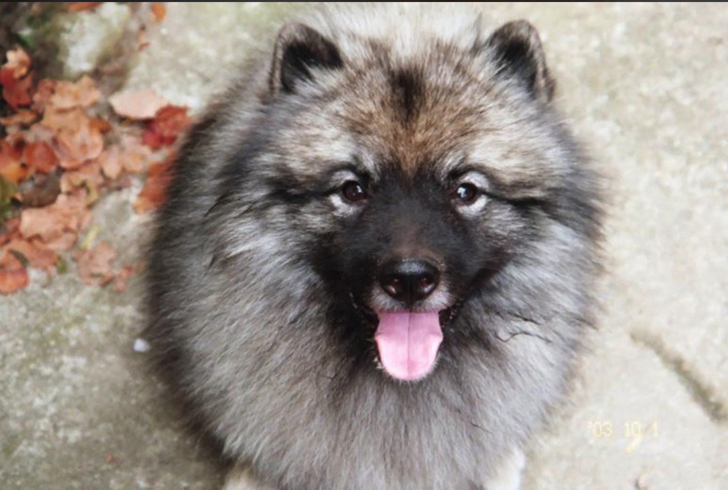 Chic Kees in Florida | Keeshond puppies | Good Dog