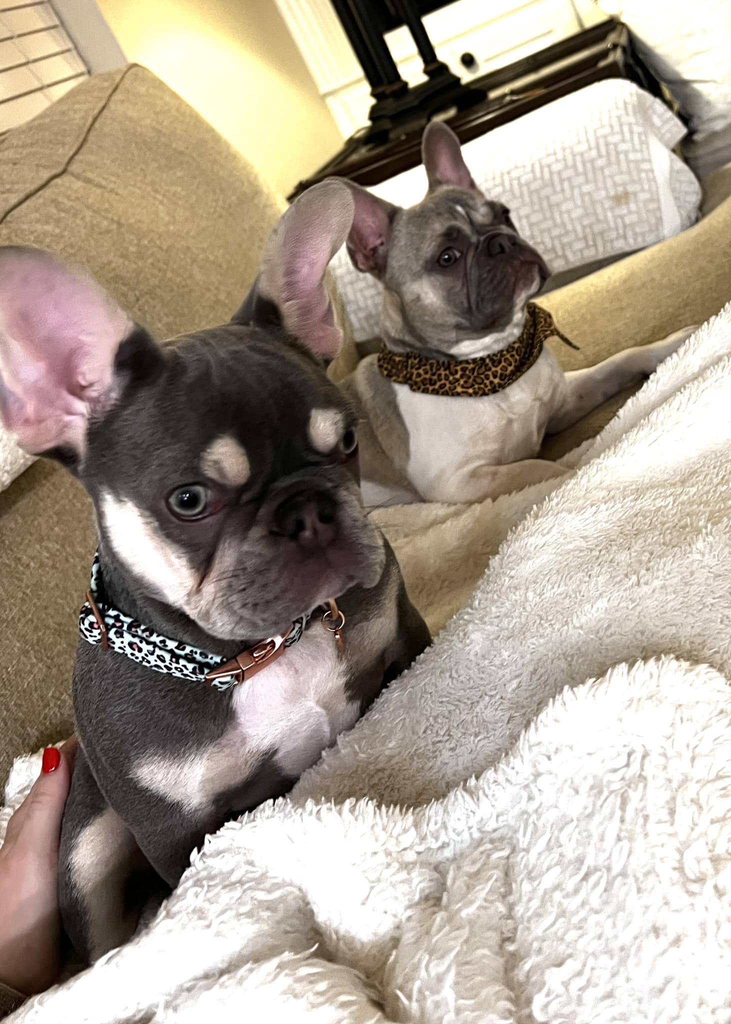 3P Kennels in Texas | Dachshund, French Bulldog or German Shorthaired ...