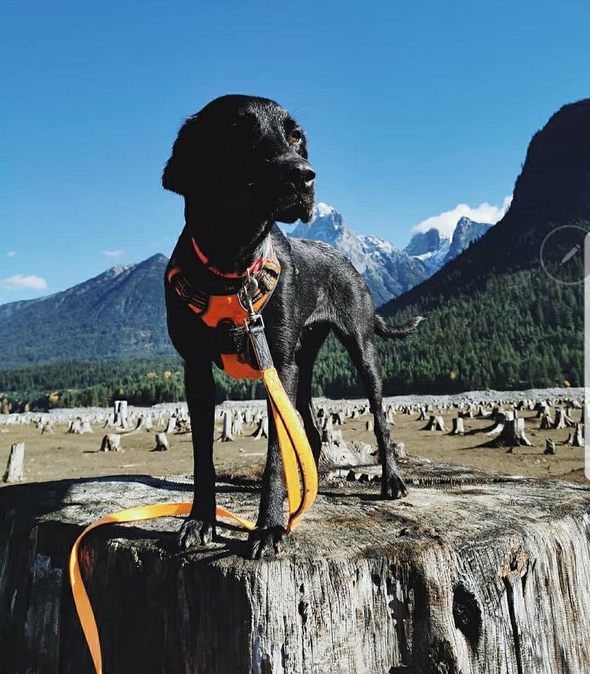 TK Hot Kennels in Idaho | Labrador Retriever puppies | Good Dog