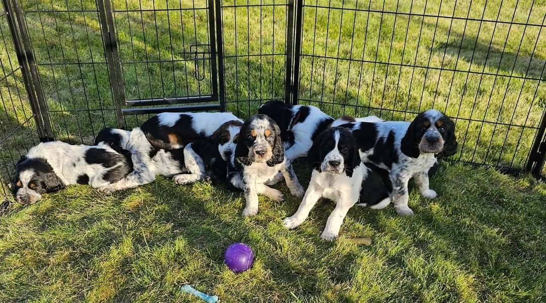 Majestic English Springer Spaniels in Idaho | English Springer Spaniel ...