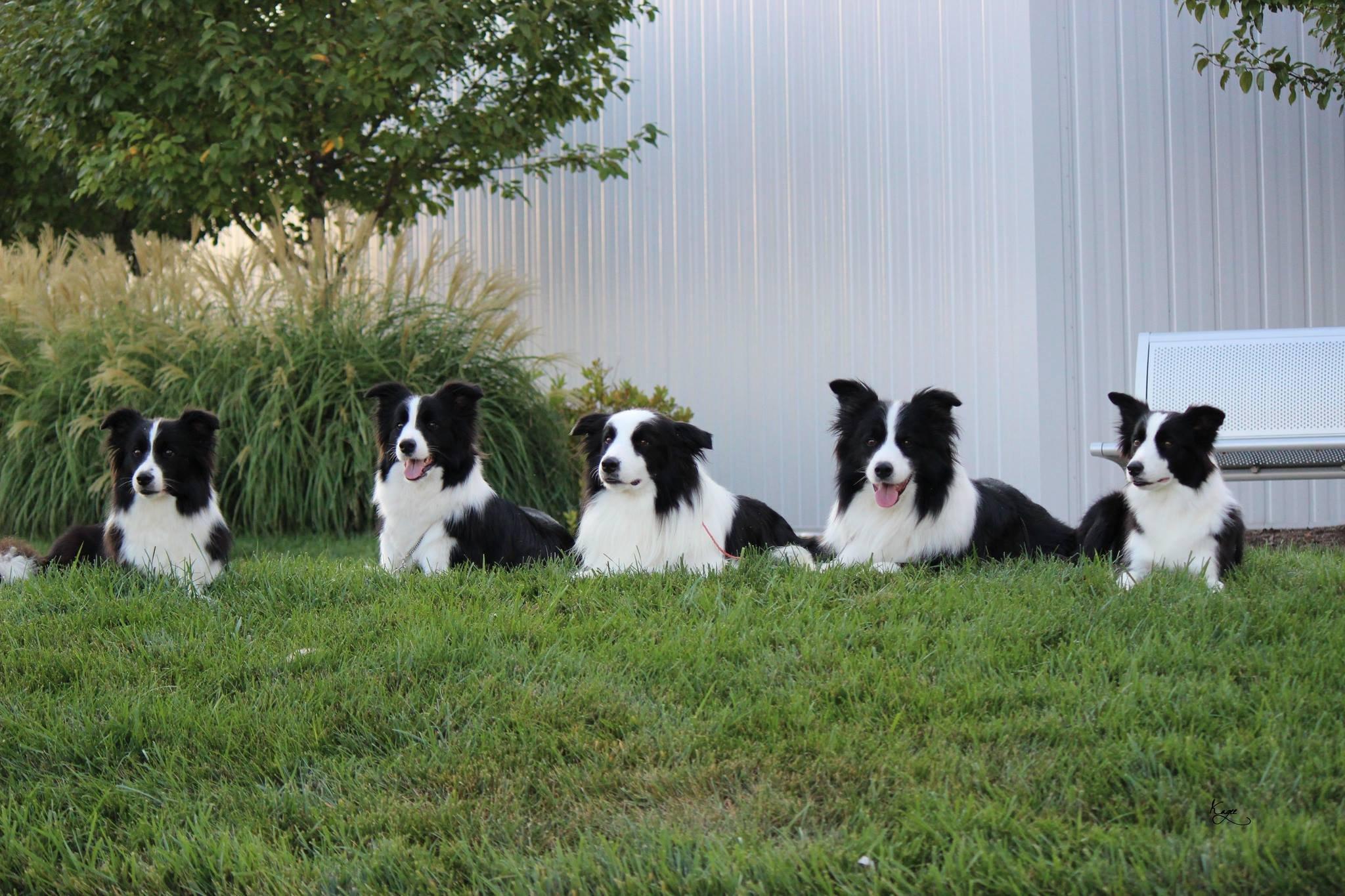 Royal Border Collies in Washington | Border Collie puppies | Good Dog