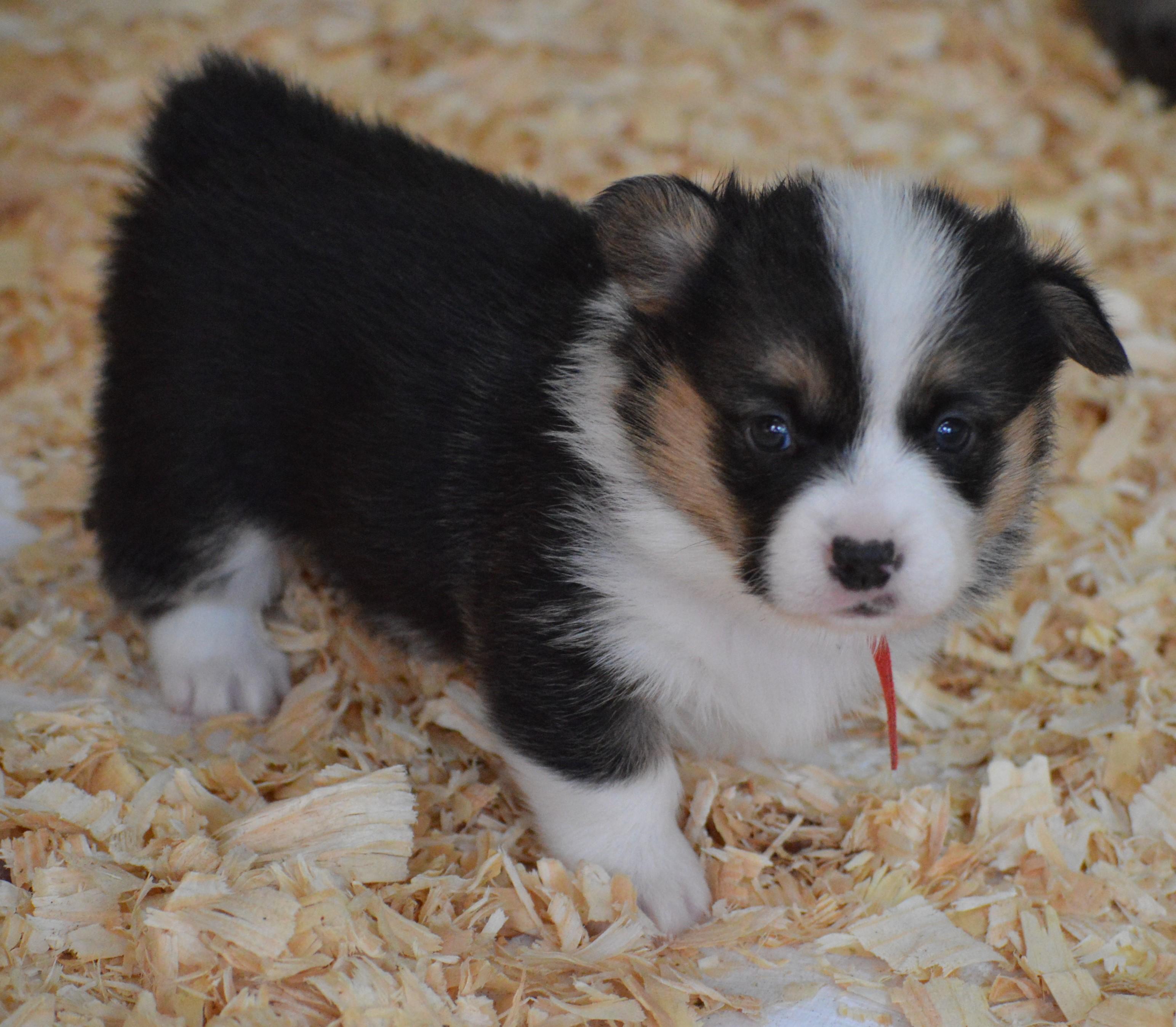 Smiling J Ranch Corgis in Washington | Pembroke Welsh Corgi puppies ...