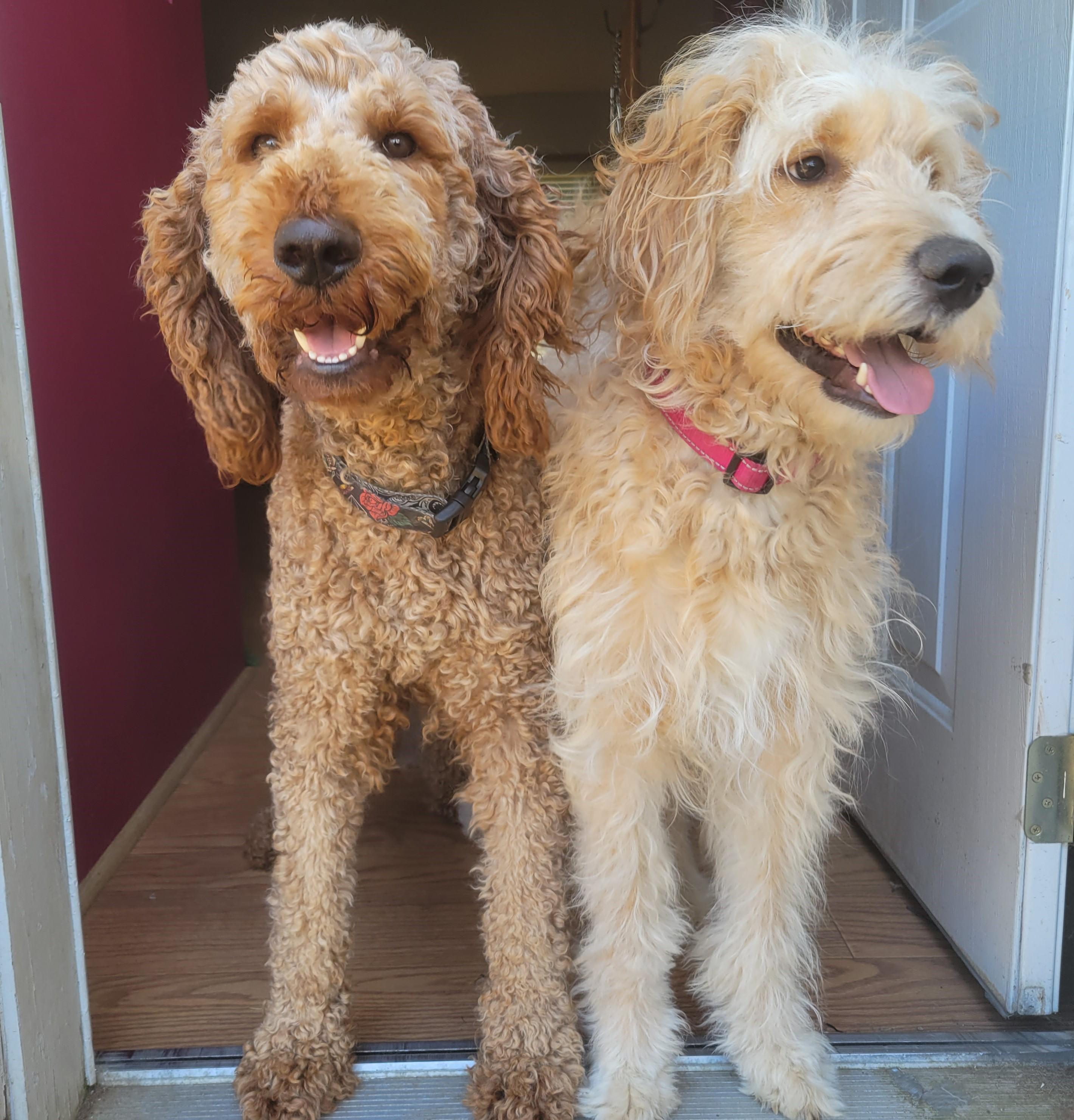 PDX Doodle Works in Oregon | Goldendoodle puppies | Good Dog