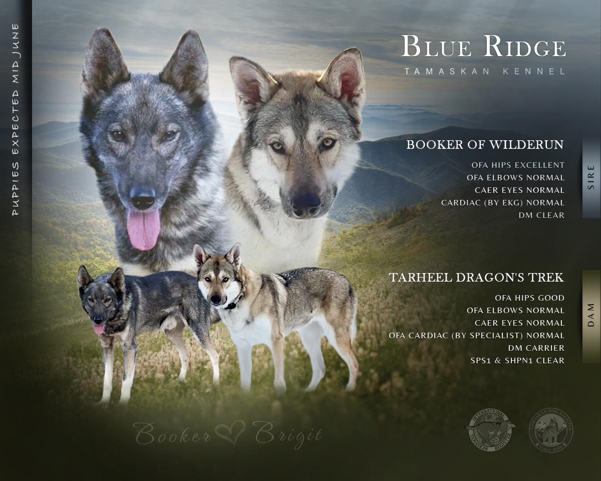 Blue Ridge Tamaskan in Utah | Tamaskan puppies | Good Dog
