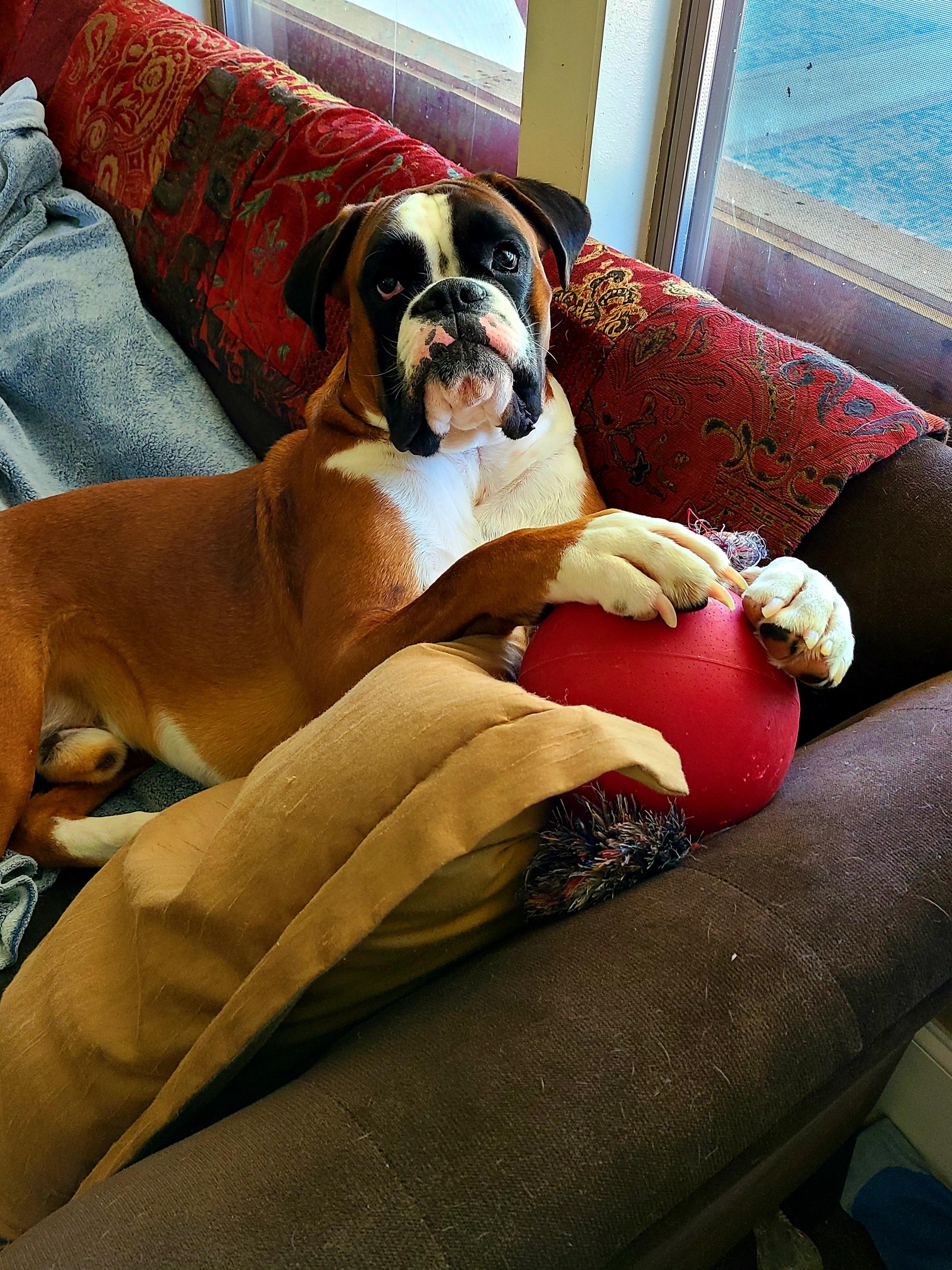 Forever Changed Euro Boxers in Louisiana | Boxer puppies | Good Dog