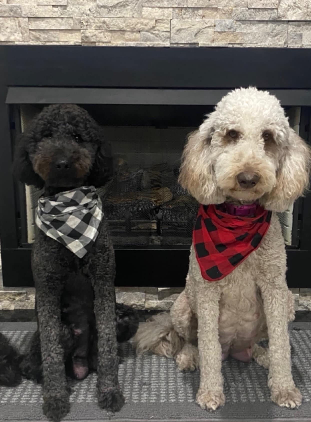 Scott’s Country Goldendoodles in Indiana | Goldendoodle puppies | Good Dog